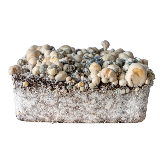 Melmac Monster - Culture Liquide | Acid Shroomz - Zamnesia