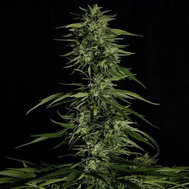 Hyperion F1 Auto | Royal Queen Seeds - Zamnesia