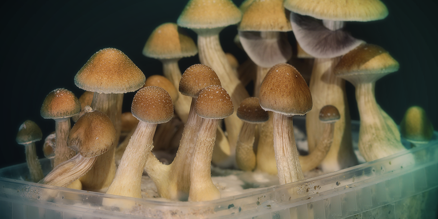 Quelle Est La Différence Entre Les Champignons Magiques Et L'Ayahuasca ...