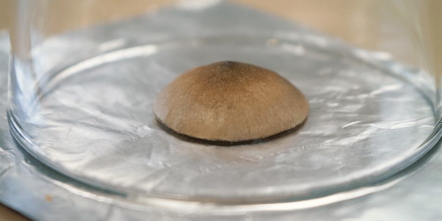 Un Guide Simple Pour Le Prélevement De Sporée - Zamnesia Blog