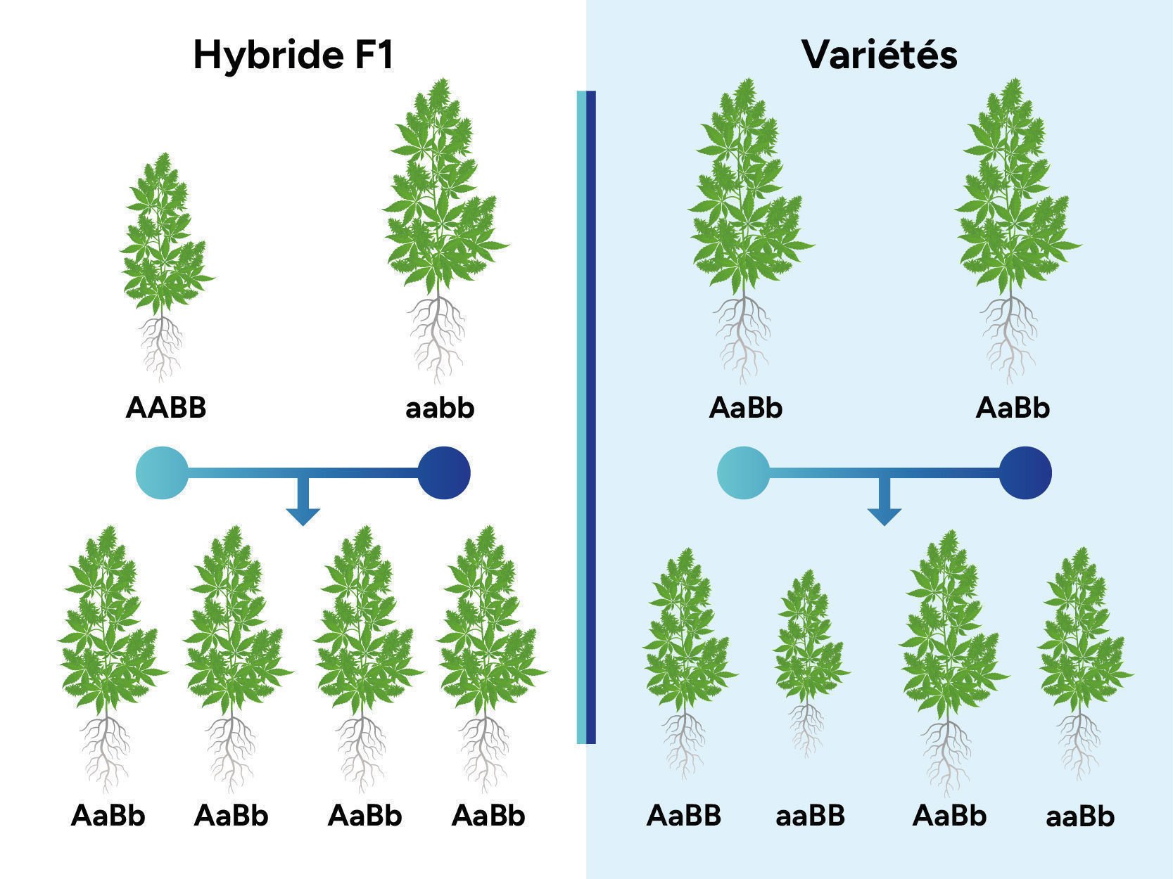Hybrides F1 De Cannabis - Zamnesia