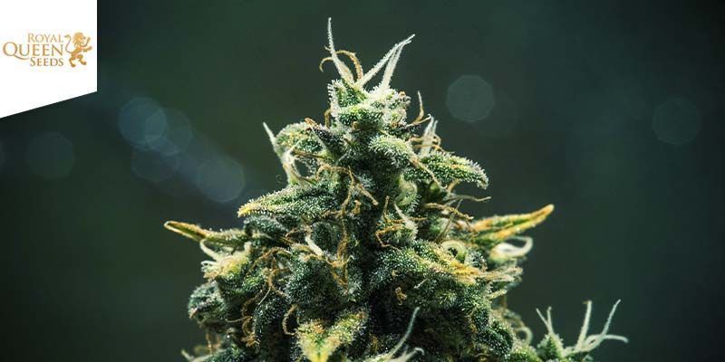 Commander Graines de Royal Queen Seeds - Zamnesia
