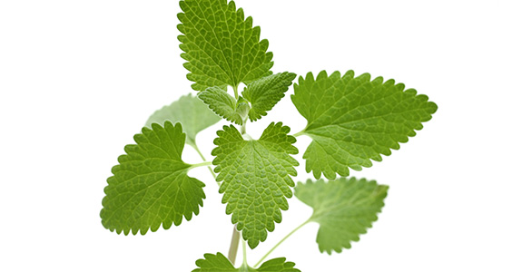 Cataire: Tout Ce Que Vous Devez Savoir