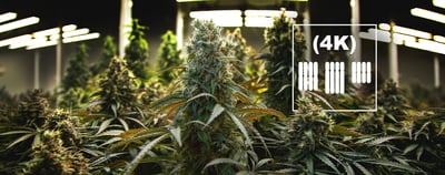 Black Runtz Automatic | Zamnesia Seeds - Zamnesia